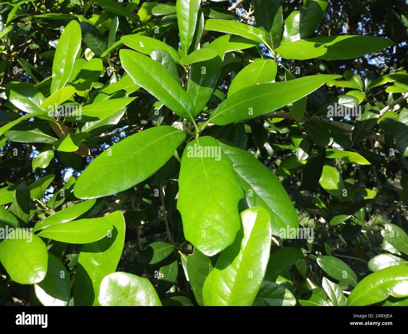 southern live oak (Quercus virginiana) Plantae Stock Photo - Alamy