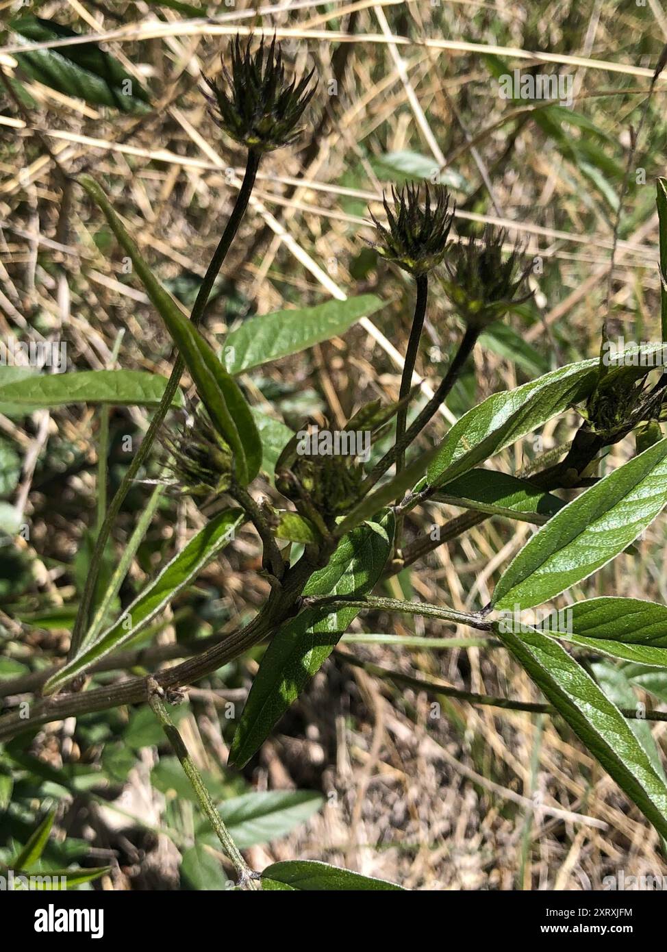 arabian pea (Bituminaria bituminosa) Plantae Stock Photo - Alamy
