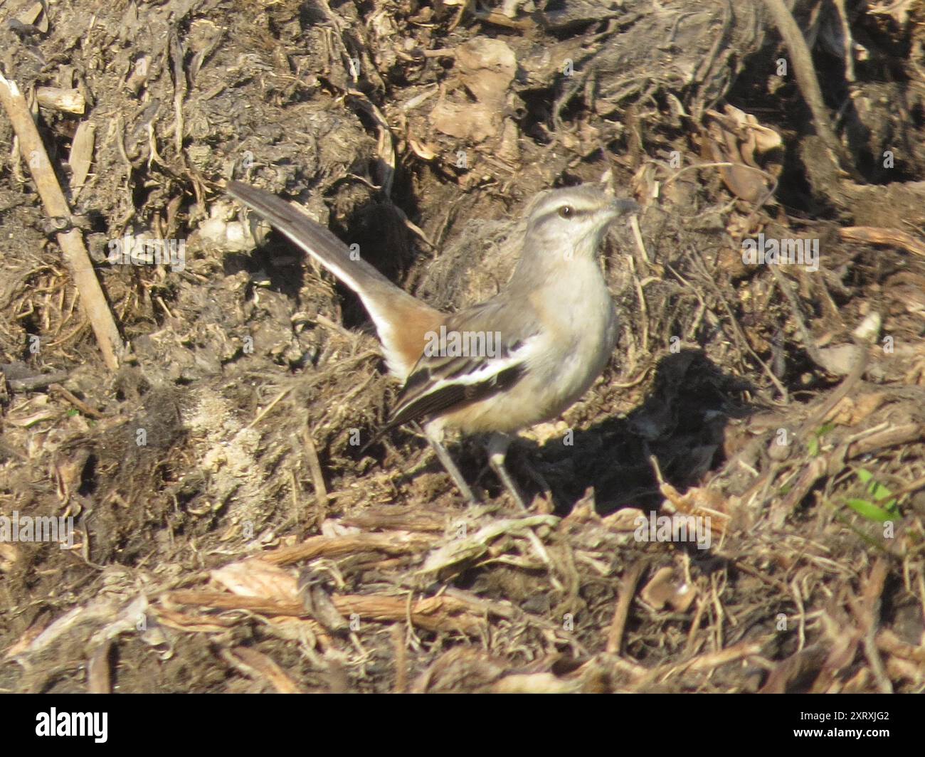 White-banded Mockingbird (Mimus triurus) Aves Stock Photo - Alamy