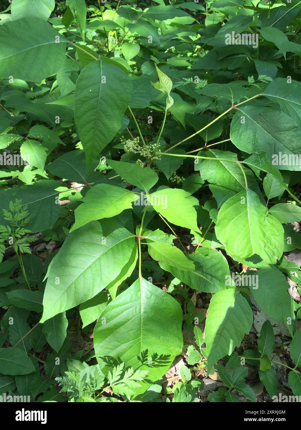 eastern poison ivy (Toxicodendron radicans) Plantae Stock Photo - Alamy