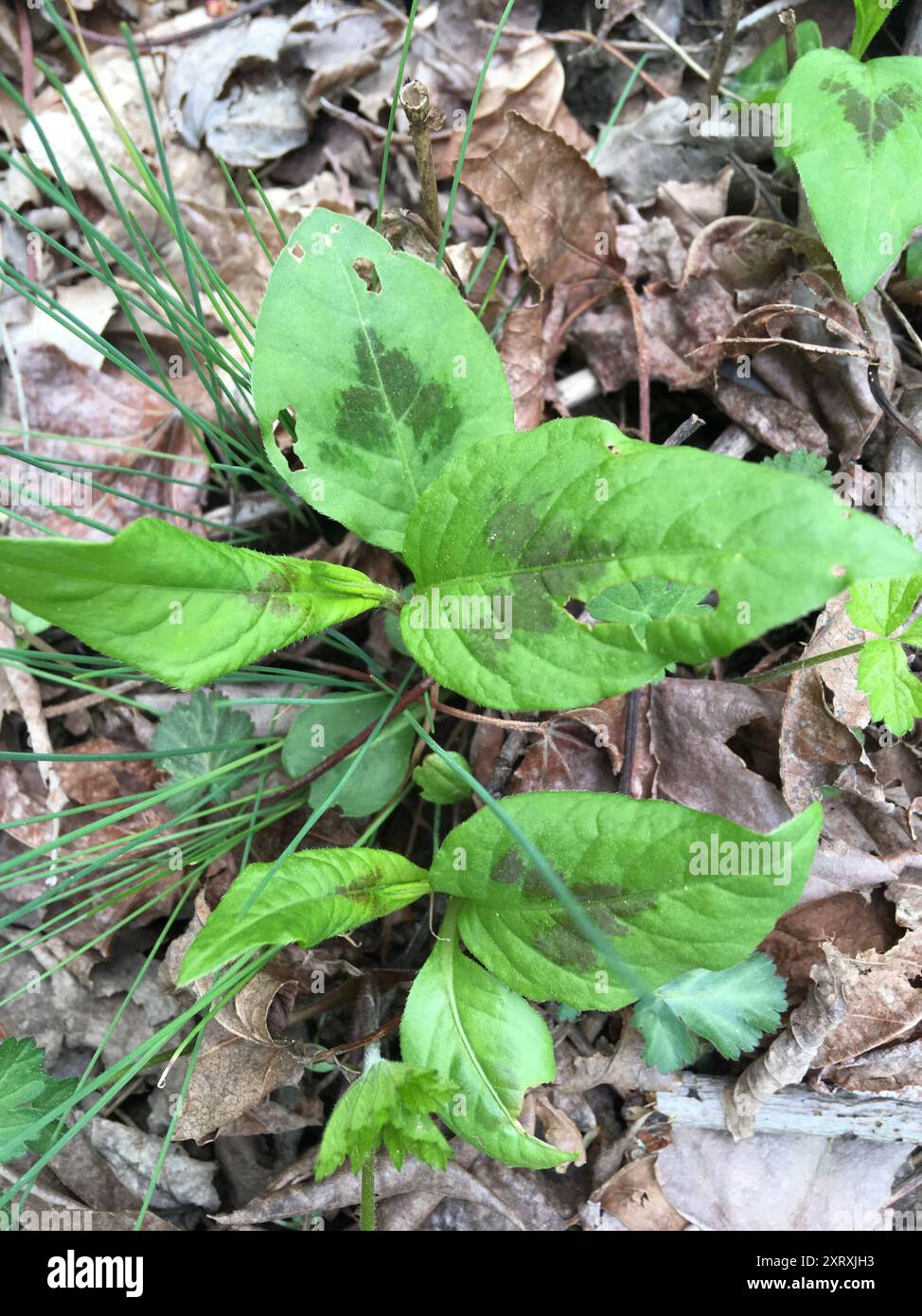 American jumpseed (Persicaria virginiana) Plantae Stock Photo - Alamy