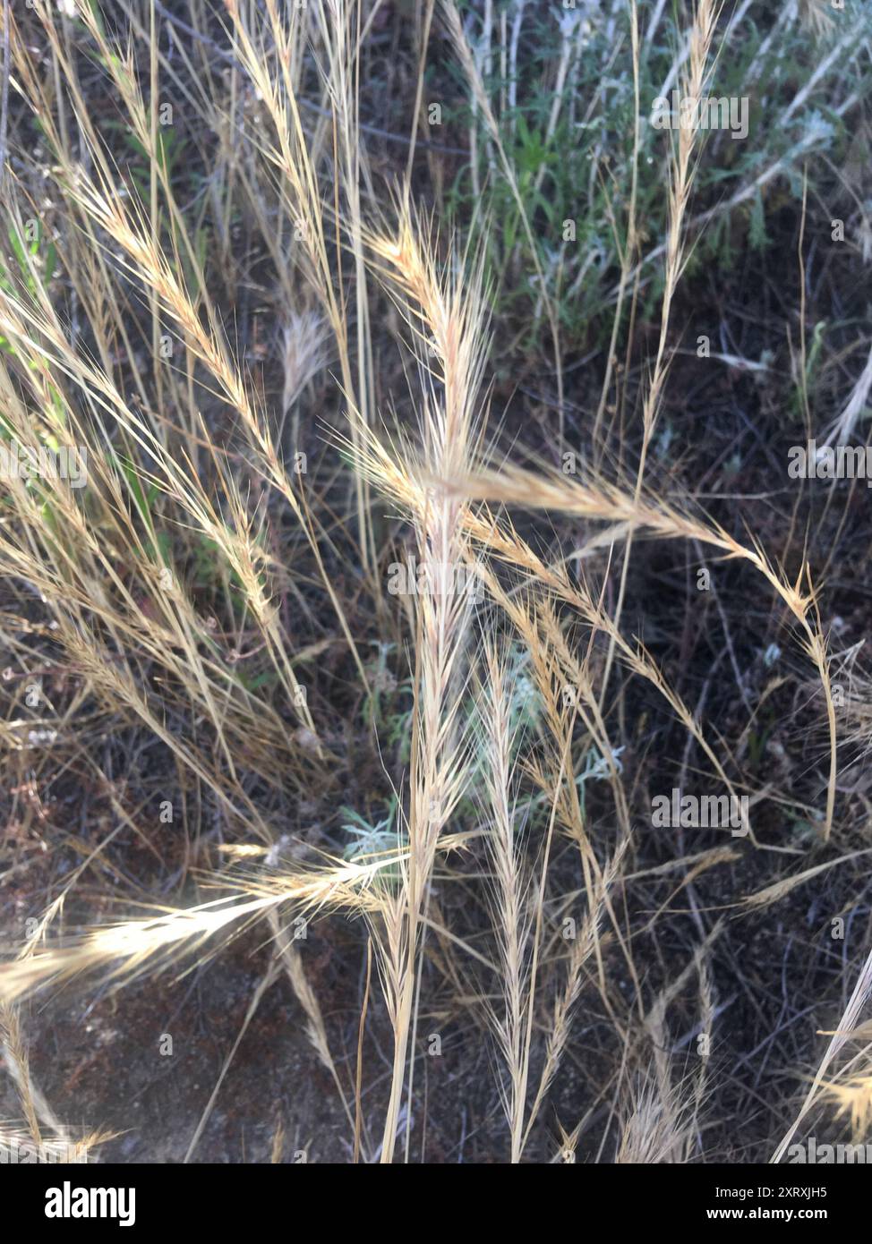 rattail sixweeks grass (Festuca myuros) Plantae Stock Photo - Alamy