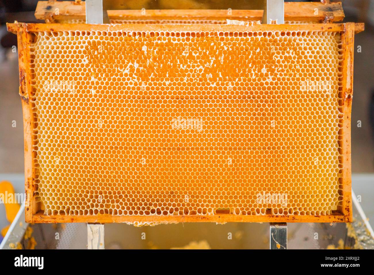 Beehive Frame with Honeycombs Placed on a Decapping Tray Frontal View ...