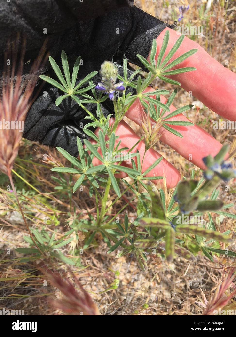 Miniature Lupine (Lupinus bicolor) Plantae Stock Photo - Alamy