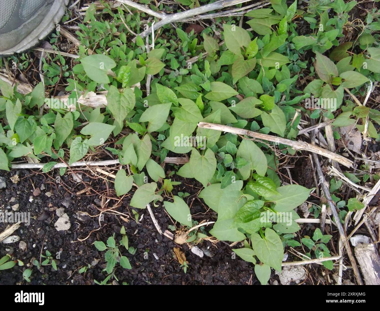 bindweeds (Convolvulus) Plantae Stock Photo - Alamy