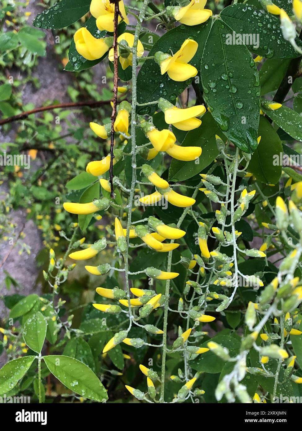 Common Laburnum (Laburnum anagyroides) Plantae Stock Photo - Alamy