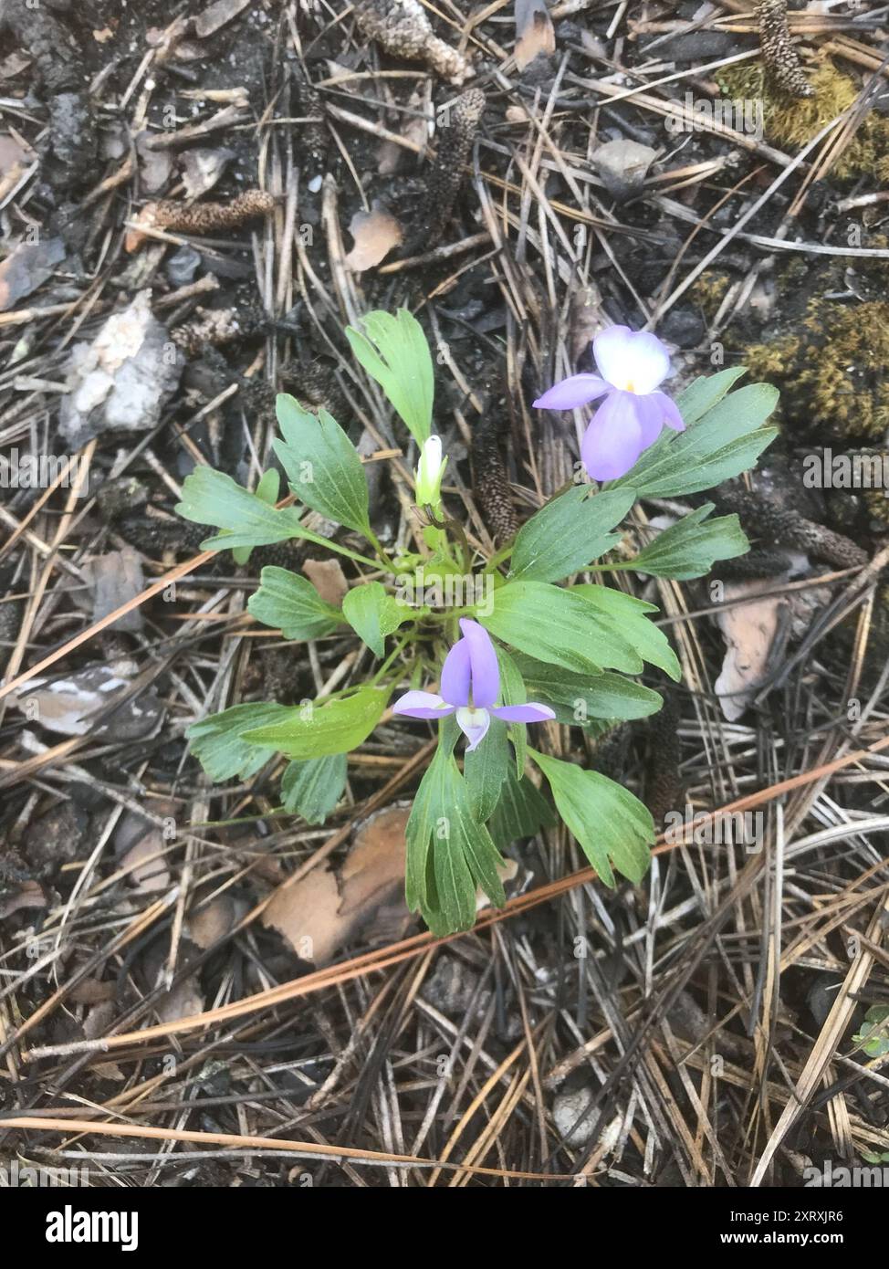 bird's foot violet (Viola pedata) Plantae Stock Photo - Alamy