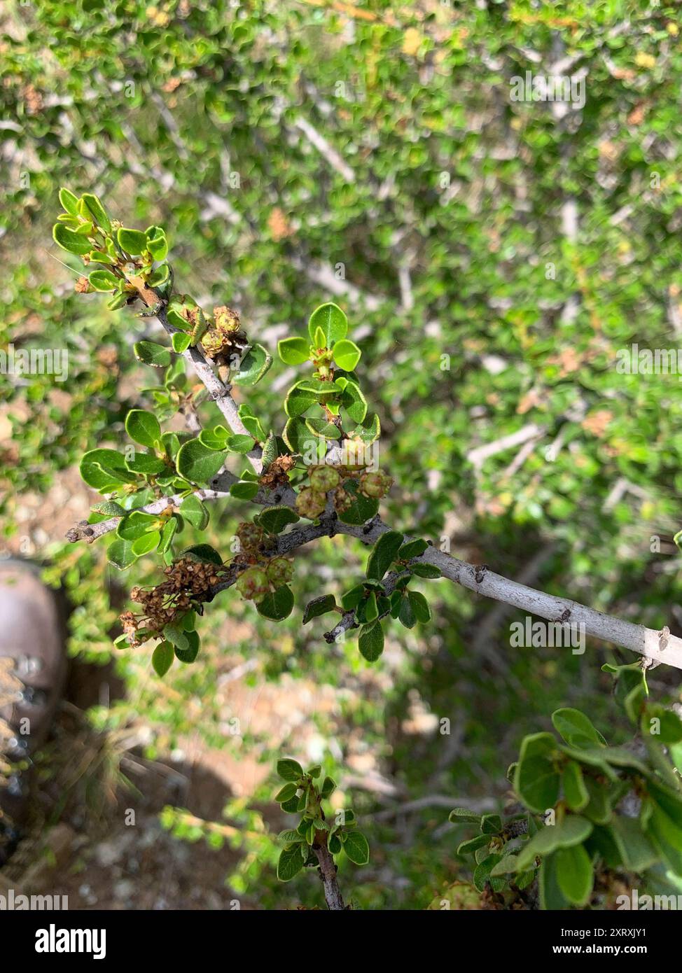 Buckbrush (Ceanothus cuneatus) Plantae Stock Photo - Alamy
