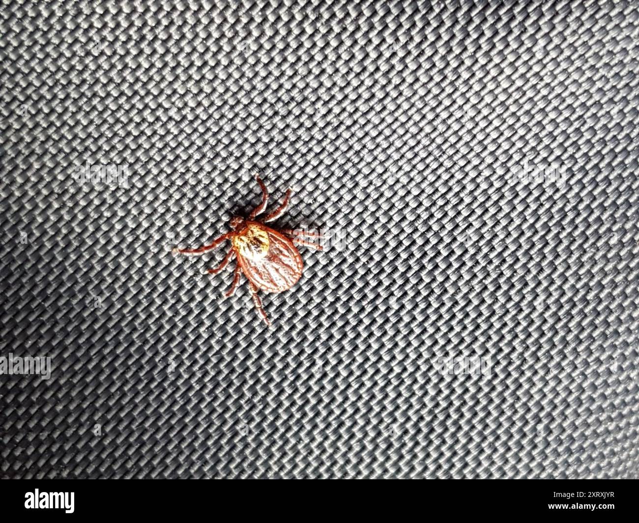 Ornate Cow Tick (Dermacentor reticulatus) Arachnida Stock Photo - Alamy