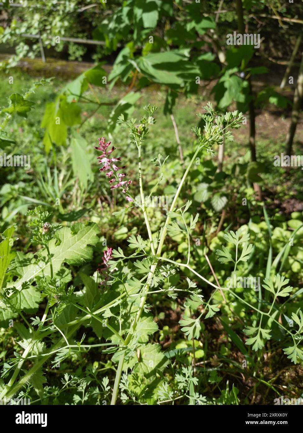 Common Fumitory (Fumaria officinalis) Plantae Stock Photo - Alamy