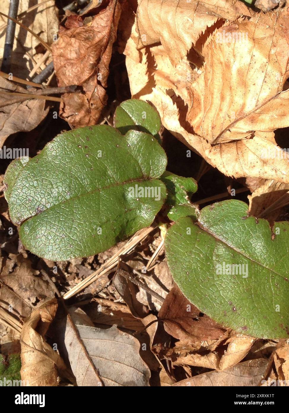trailing arbutus (Epigaea repens) Plantae Stock Photo - Alamy