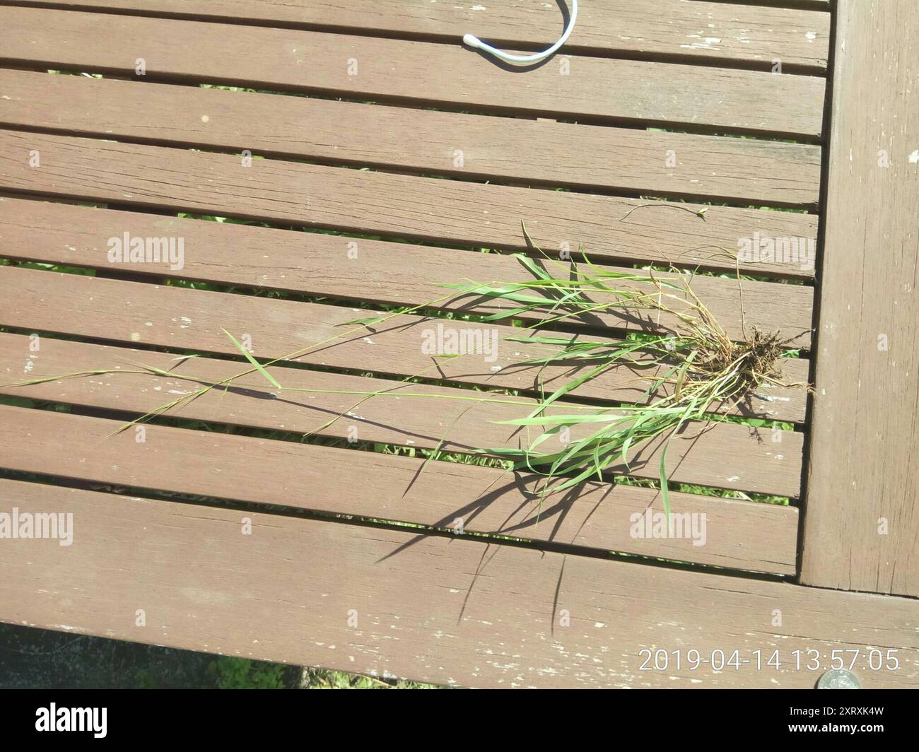 Weeping-grass (Microlaena stipoides) Plantae Stock Photo - Alamy