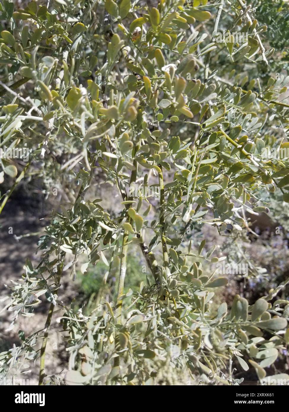 desert ironwood (Olneya tesota) Plantae Stock Photo - Alamy