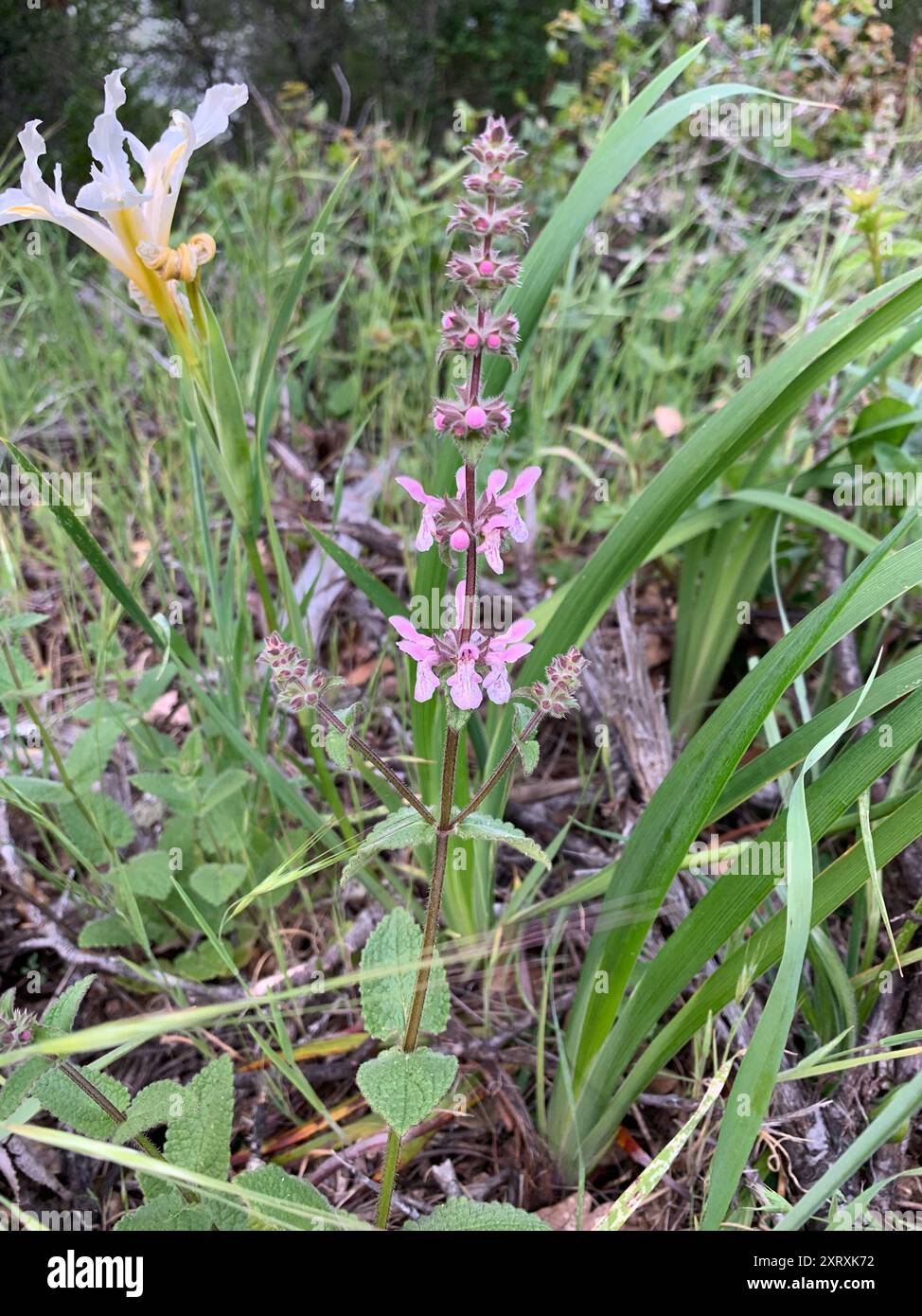 Rough Hedgenettle (Stachys rigida) Plantae Stock Photo - Alamy