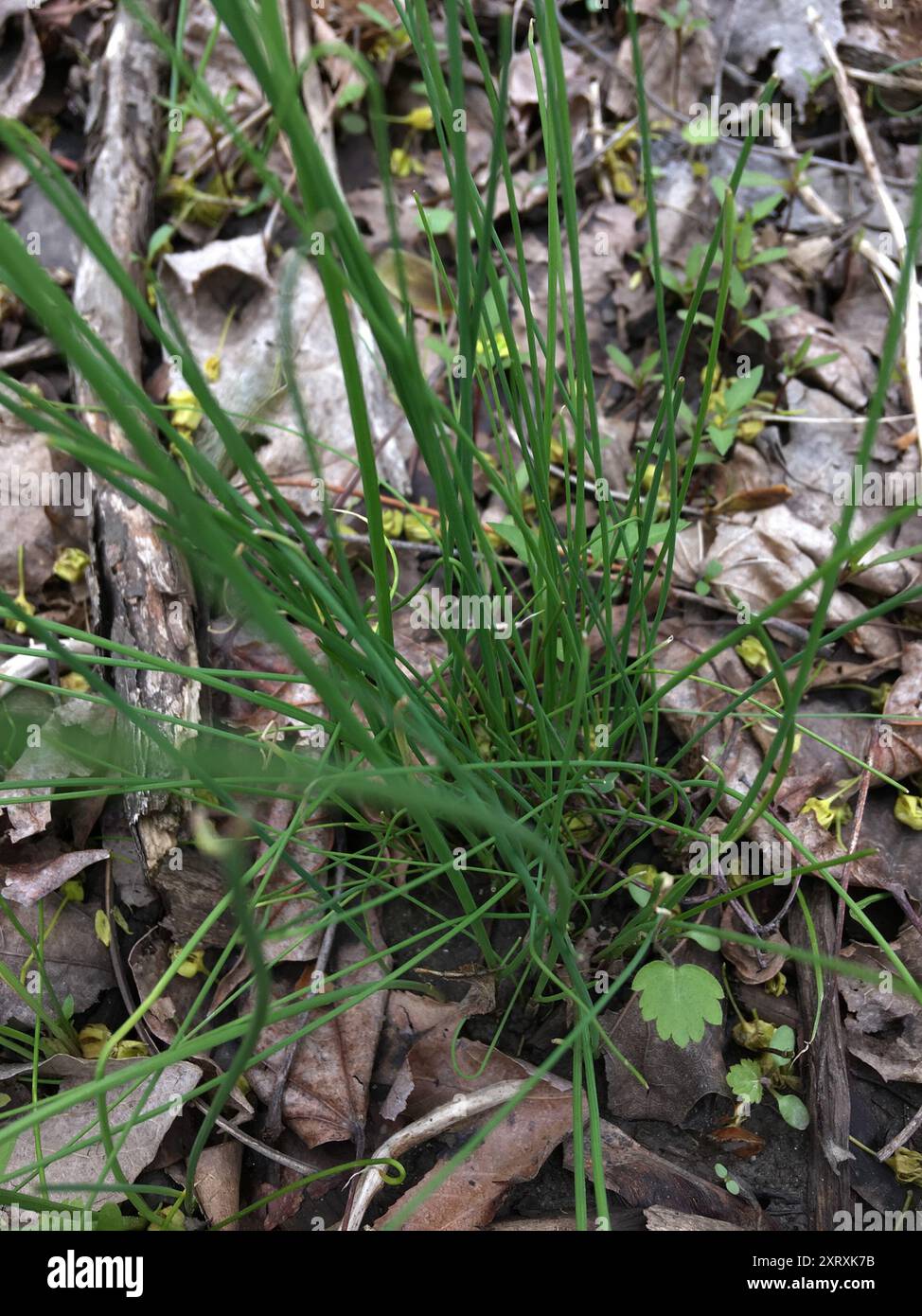 wild garlic (Allium vineale) Plantae Stock Photo - Alamy