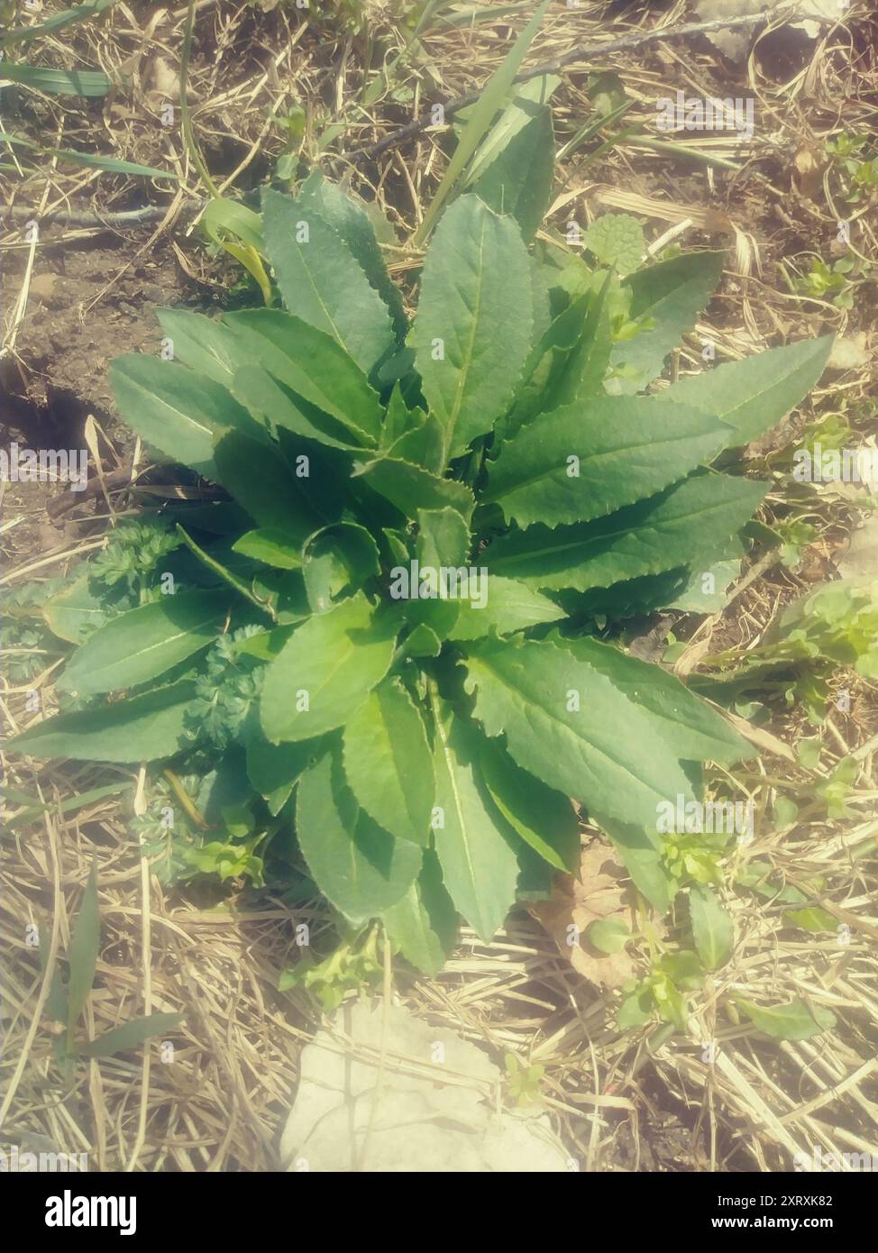 plants (Plantae) Plantae Stock Photo - Alamy