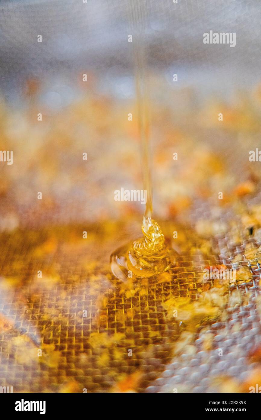 Viscouse Sweet Bee Honey Dripping Down Into the Filtration Sieve ...