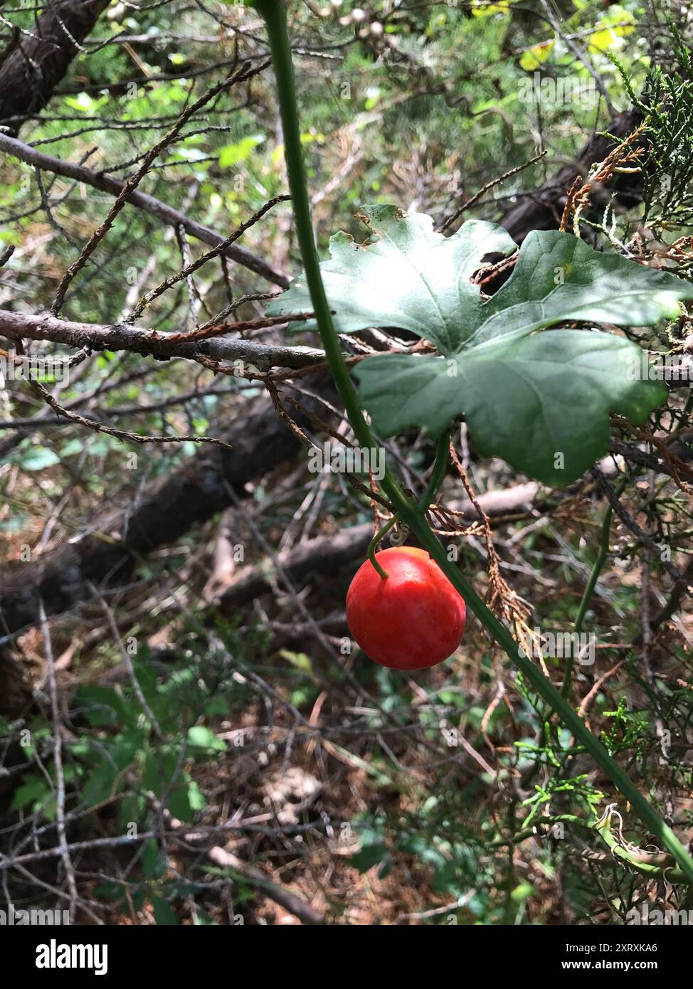 snake apple (Ibervillea lindheimeri) Plantae Stock Photo - Alamy