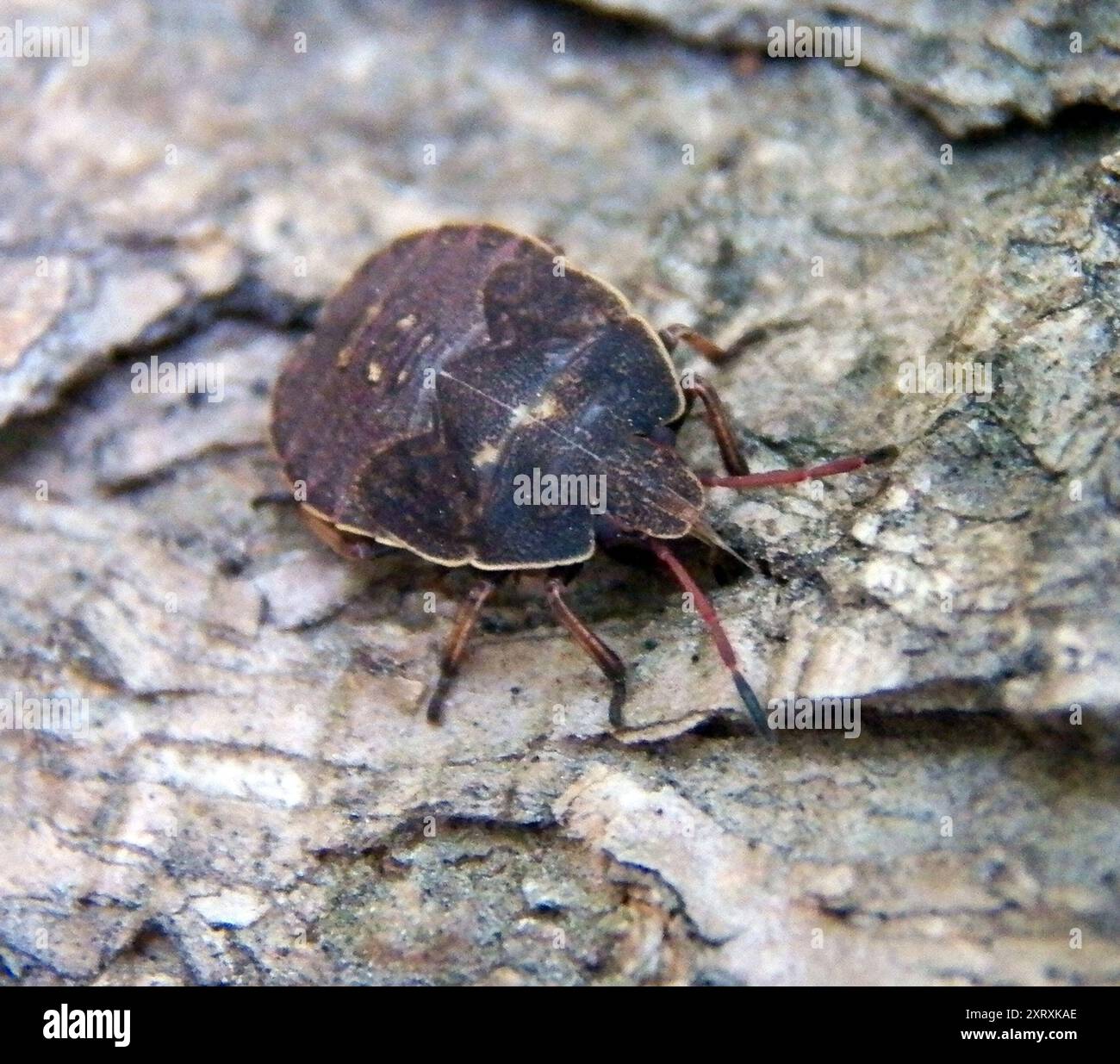 Elf Shoe Stink Bug (Menecles insertus) Insecta Stock Photo - Alamy