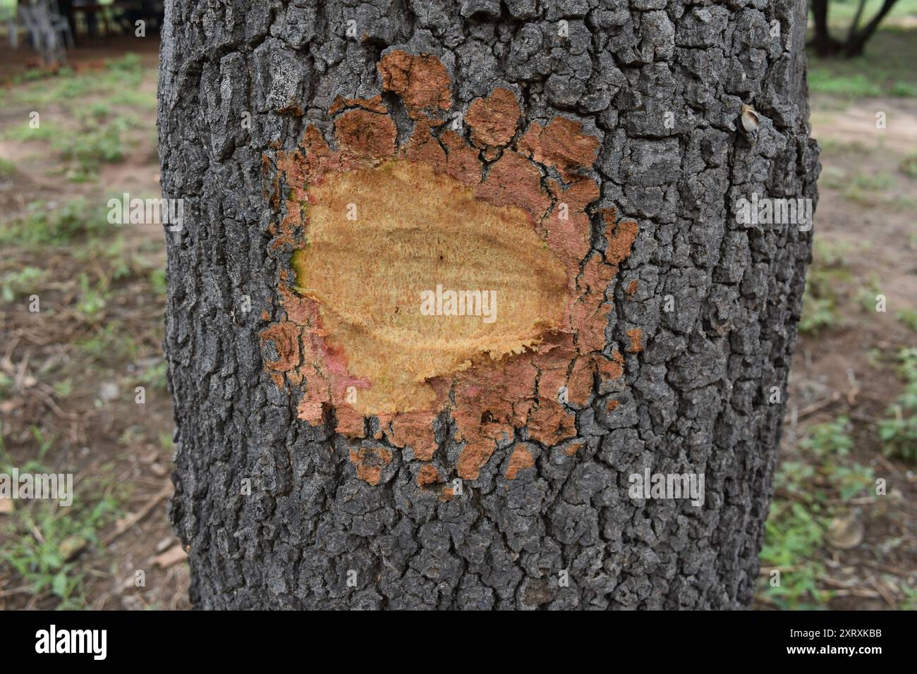 Common White Quebracho (Aspidosperma quebracho-blanco) Plantae Stock ...