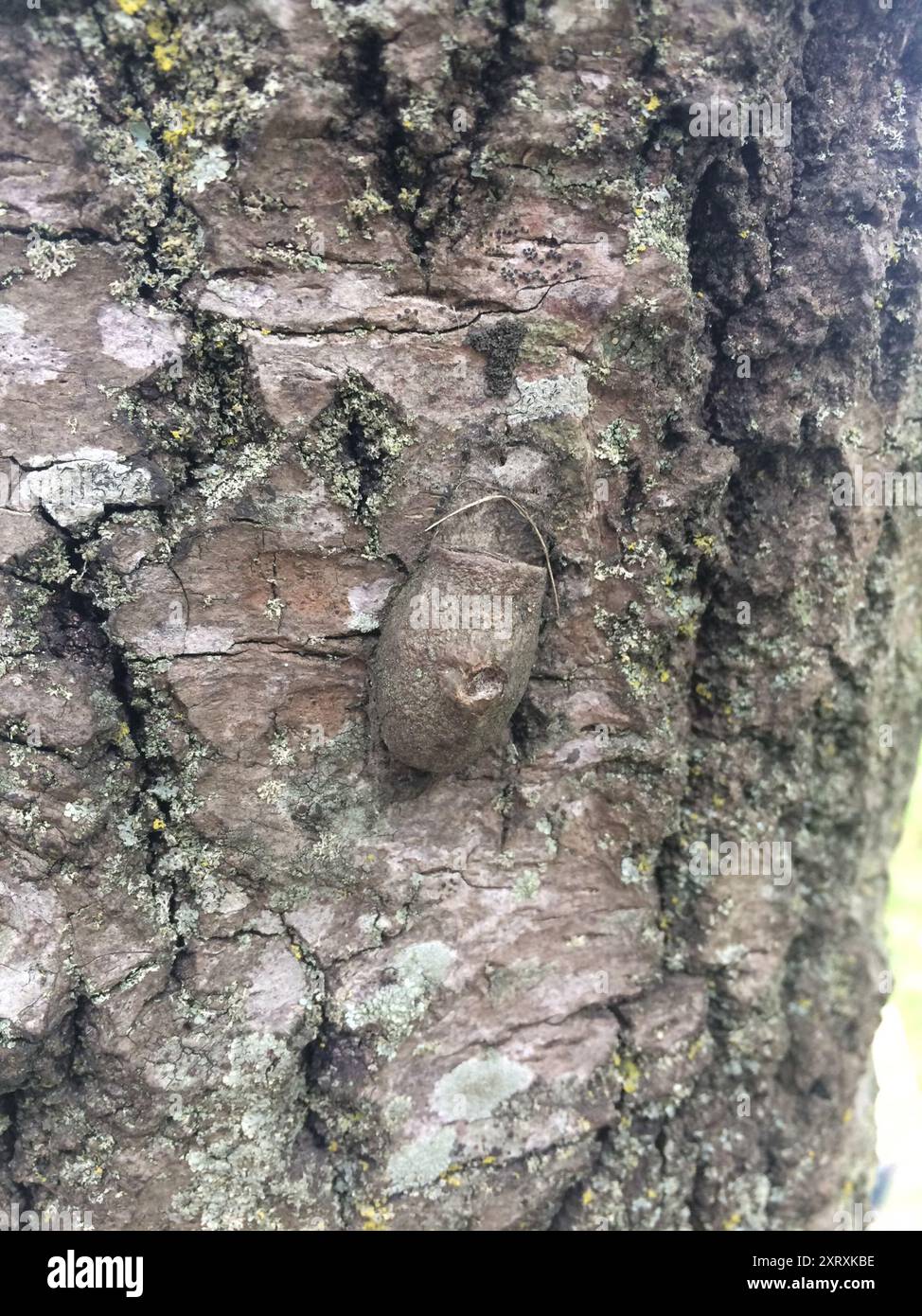 New World Flannel Moths (Megalopygidae) Insecta Stock Photo - Alamy