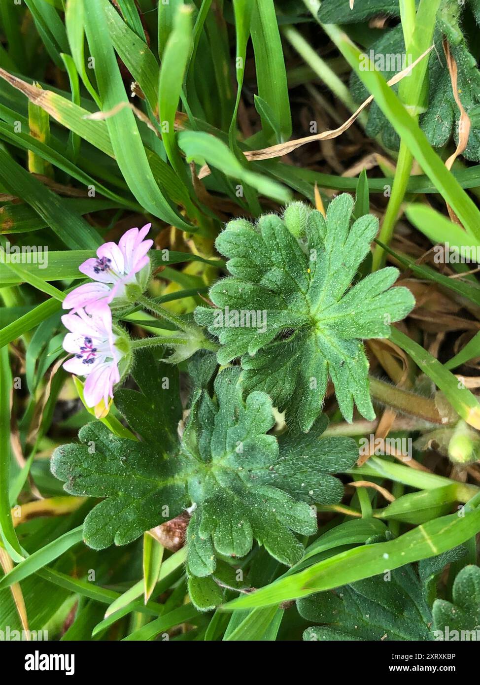 Dove's-foot crane's-bill (Geranium molle) Plantae Stock Photo - Alamy