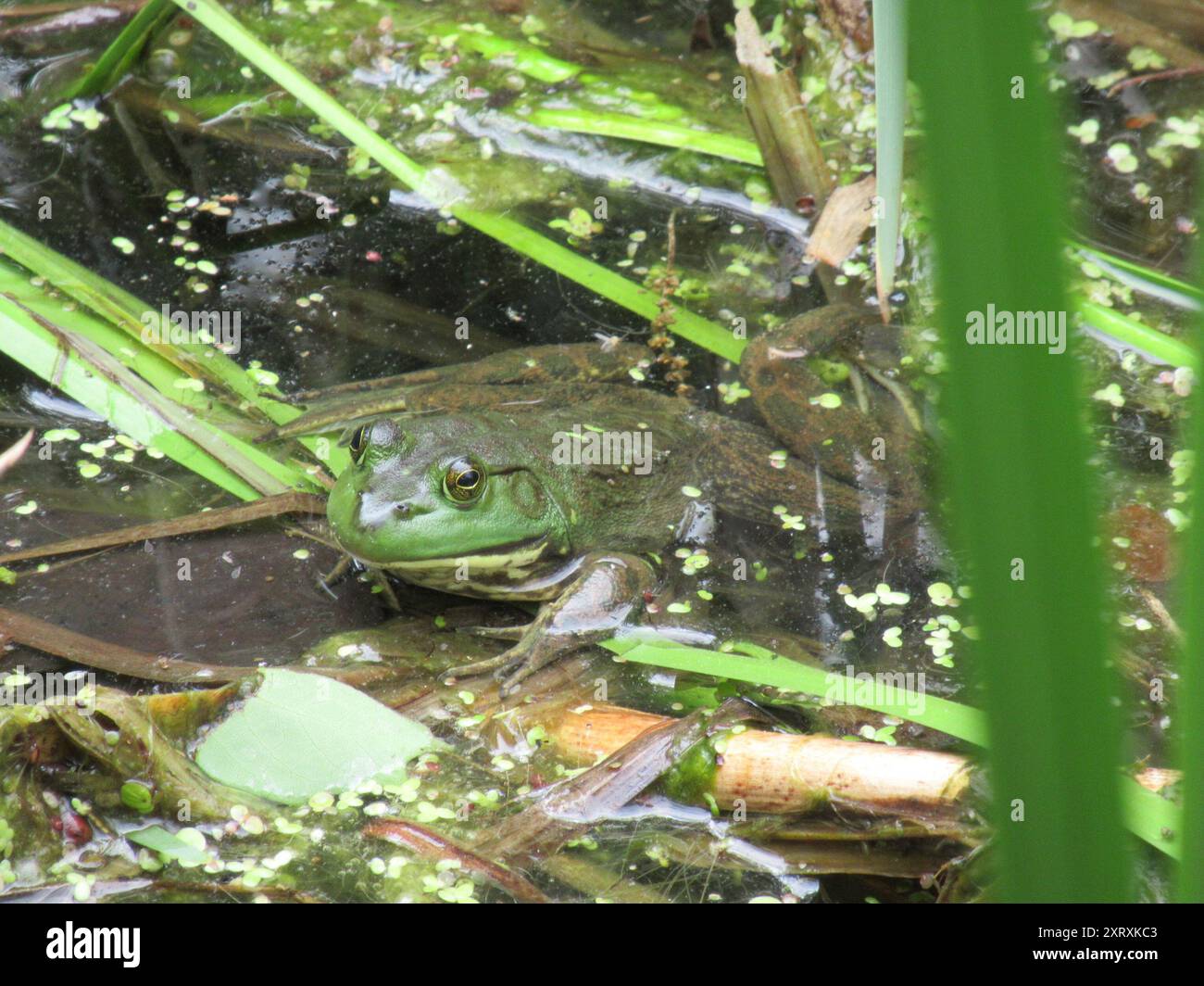 American Bullfrog (Lithobates catesbeianus) Amphibia Stock Photo - Alamy