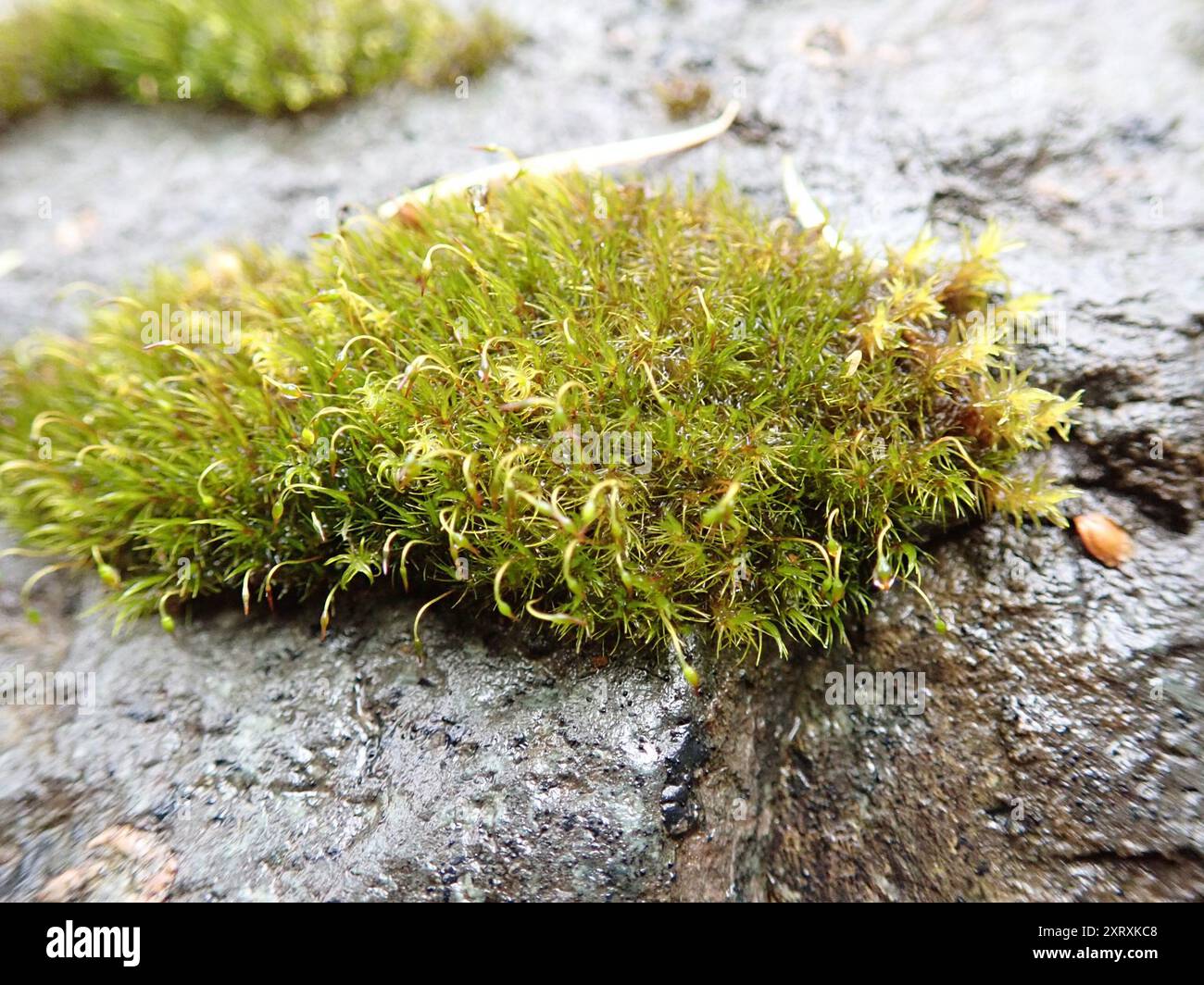 Sharp-leaved Blindia (Blindia acuta) Plantae Stock Photo - Alamy