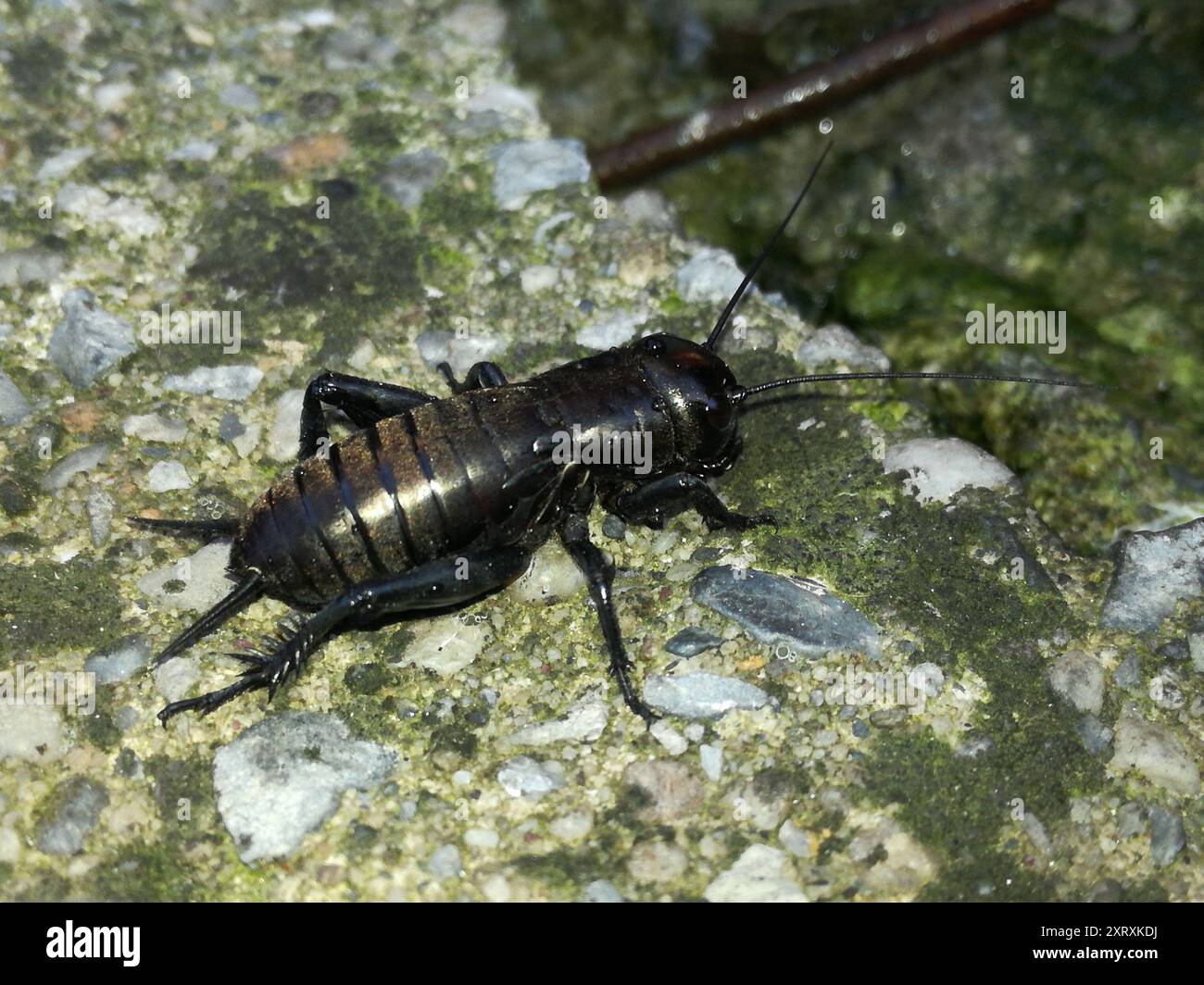 European Field Cricket (Gryllus campestris) Insecta Stock Photo - Alamy