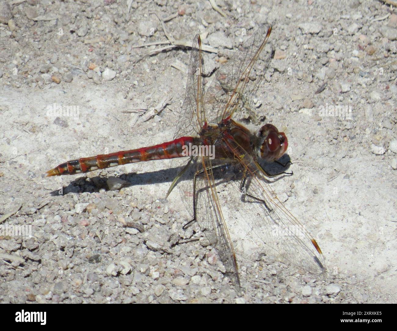 Variegated Meadowhawk (Sympetrum corruptum) Insecta Stock Photo - Alamy