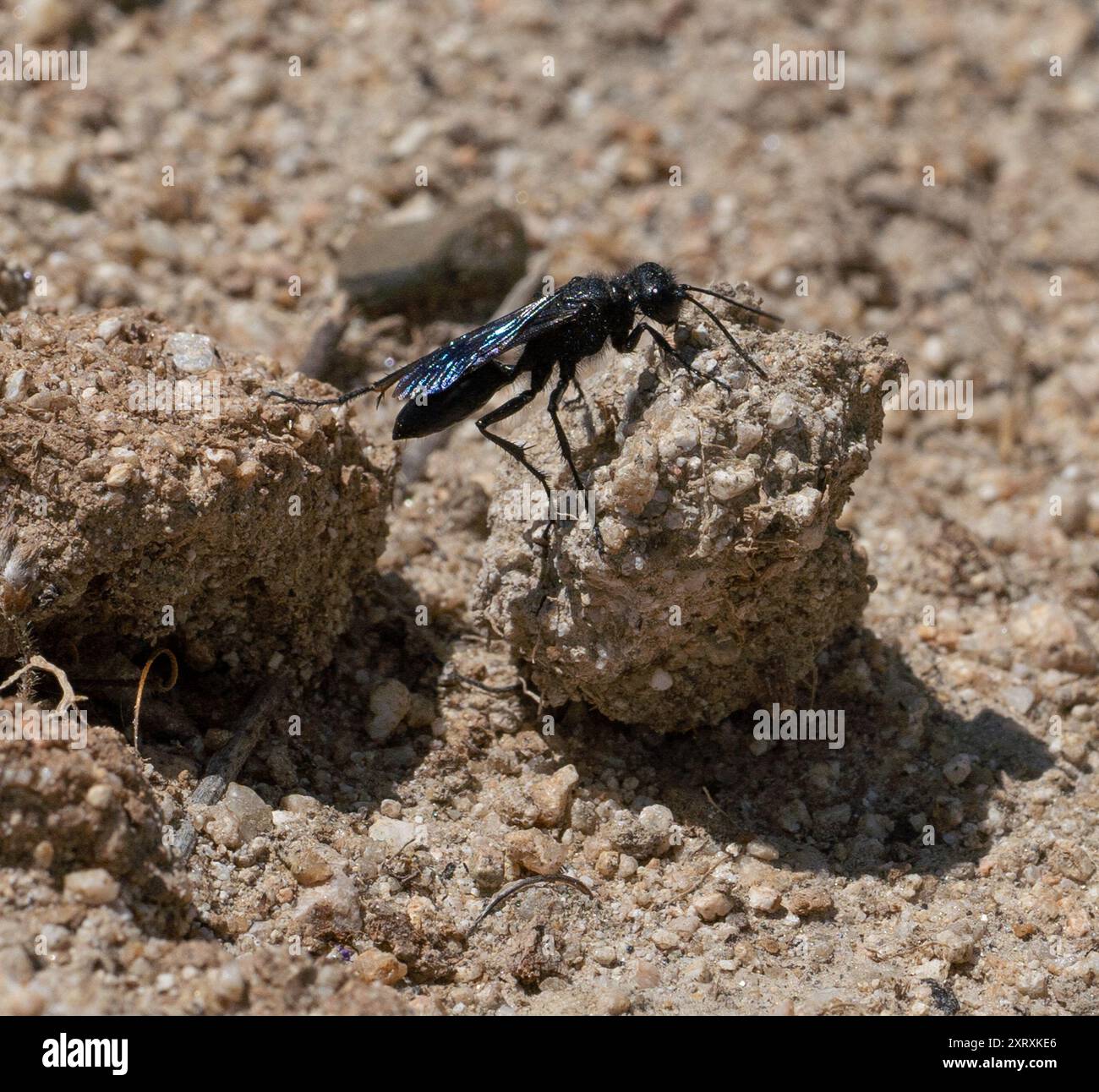 Cutworm Wasps (Podalonia) Insecta Stock Photo - Alamy