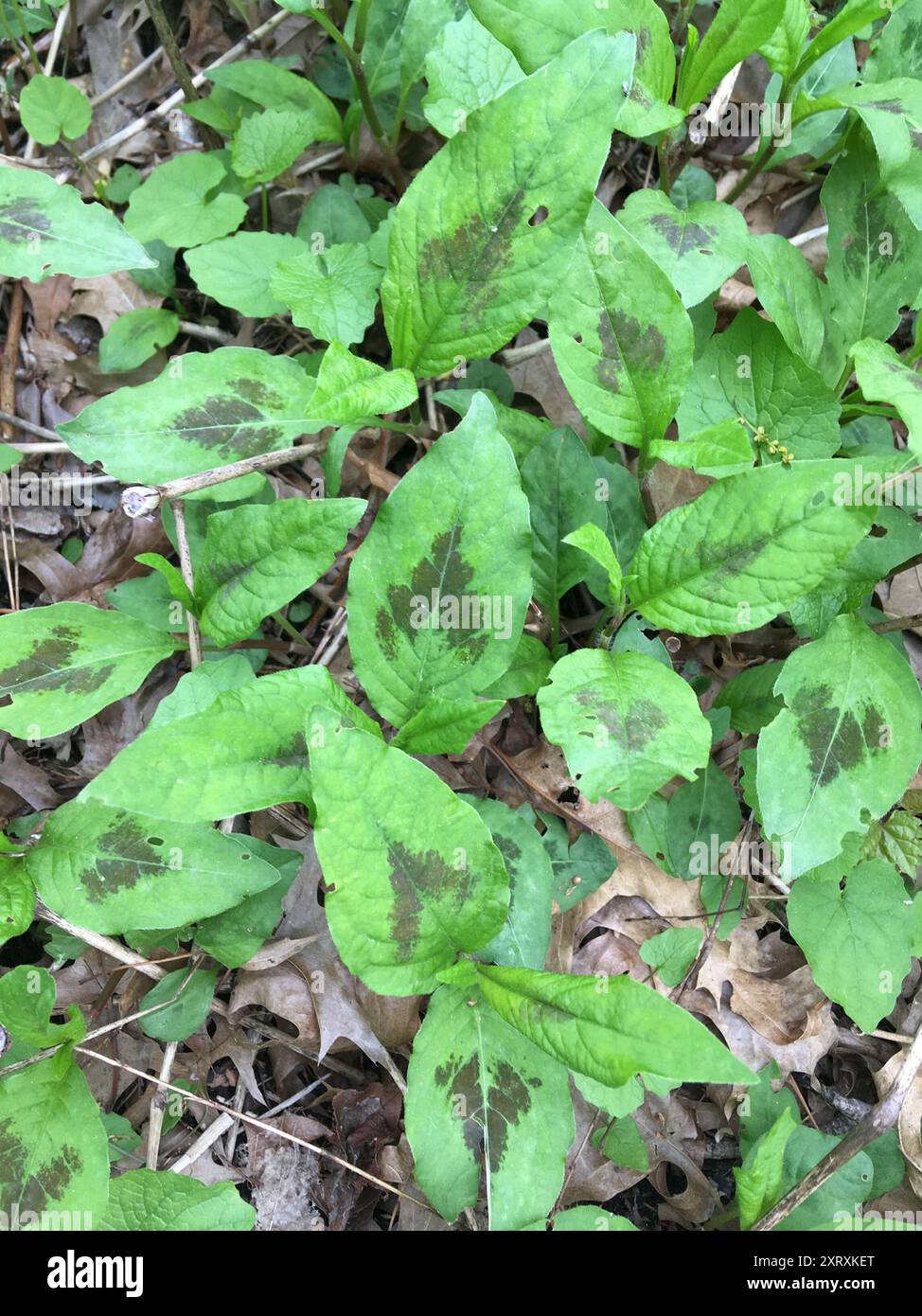 American jumpseed (Persicaria virginiana) Plantae Stock Photo - Alamy