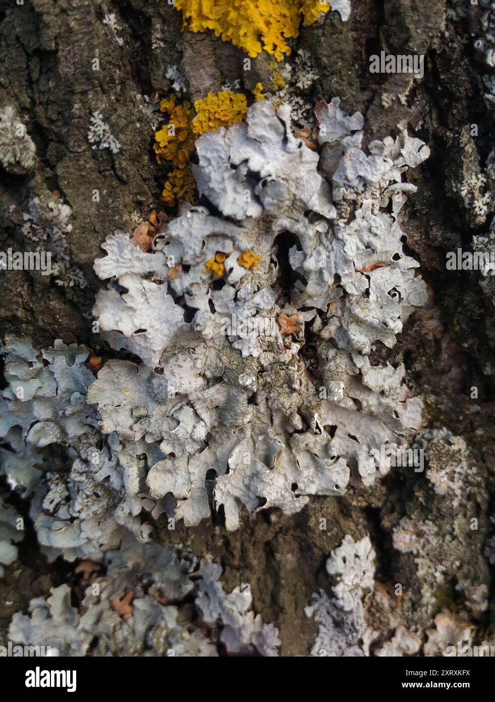 shield lichen (Parmelia sulcata) Fungi Stock Photo - Alamy