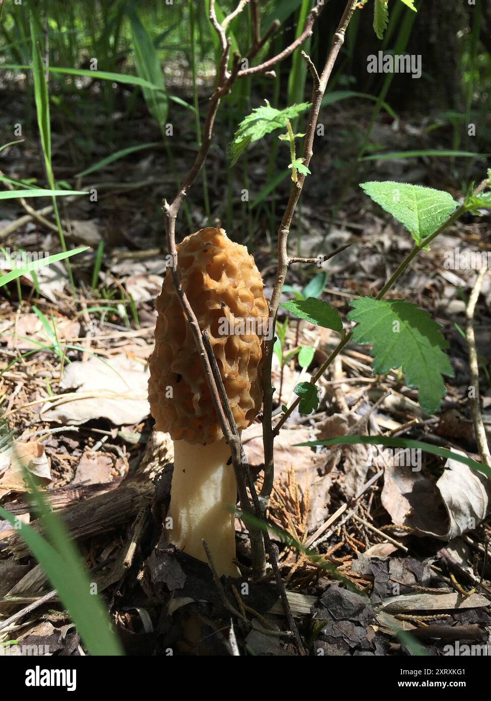 white morel (Morchella americana) Fungi Stock Photo - Alamy