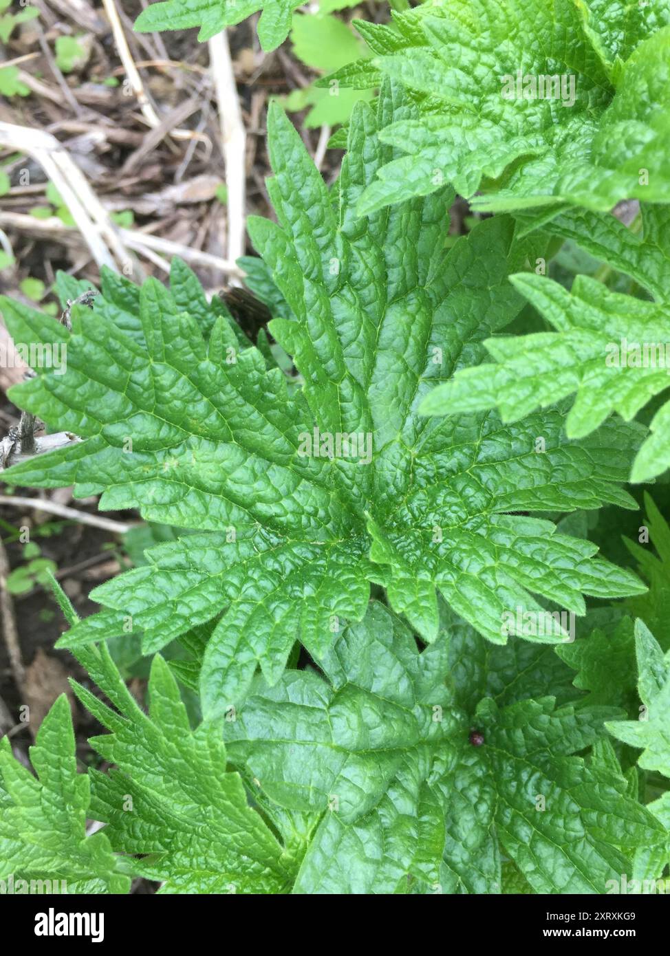 common motherwort (Leonurus cardiaca) Plantae Stock Photo - Alamy