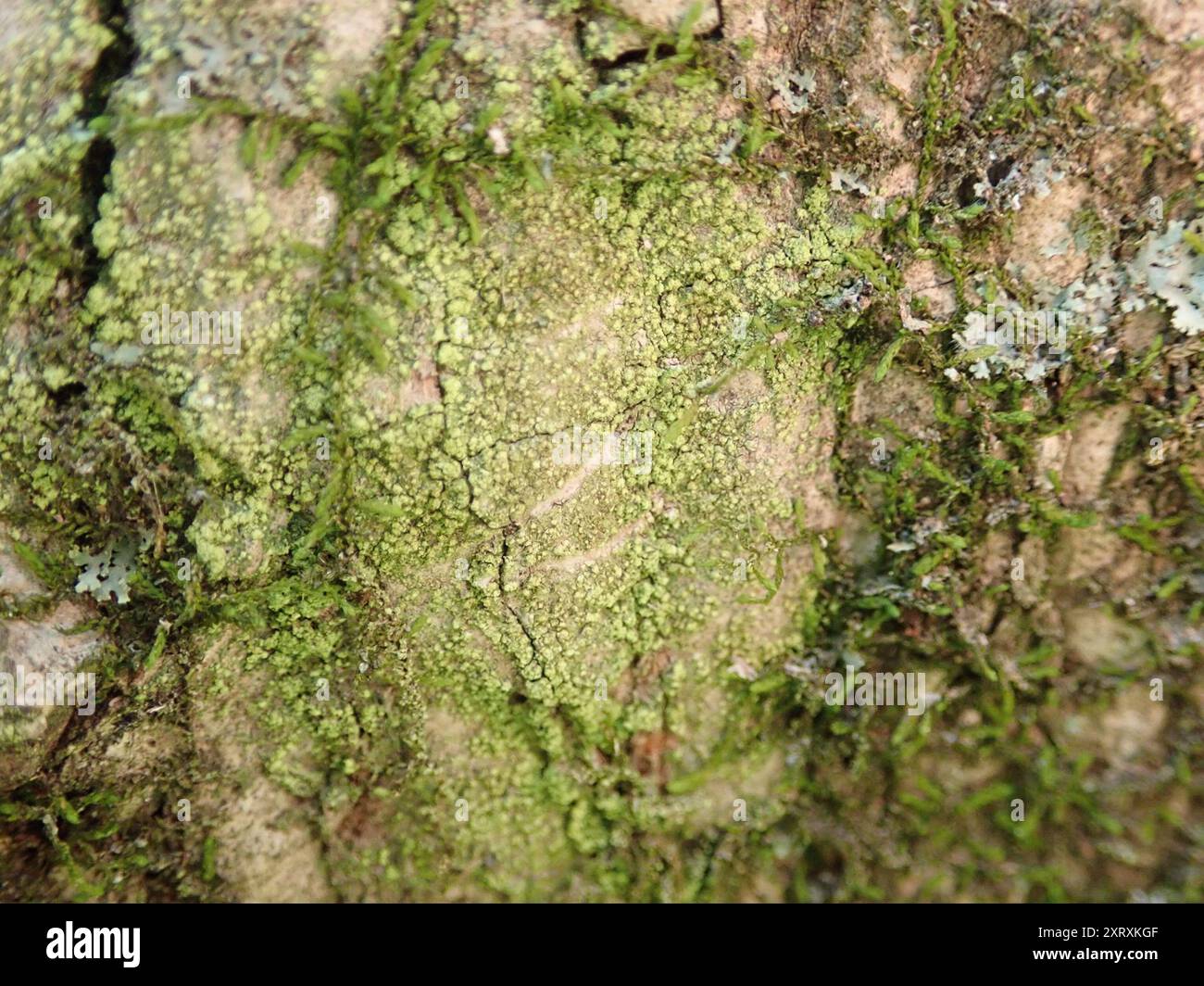 Printzens hi-res stock photography and images - Alamy