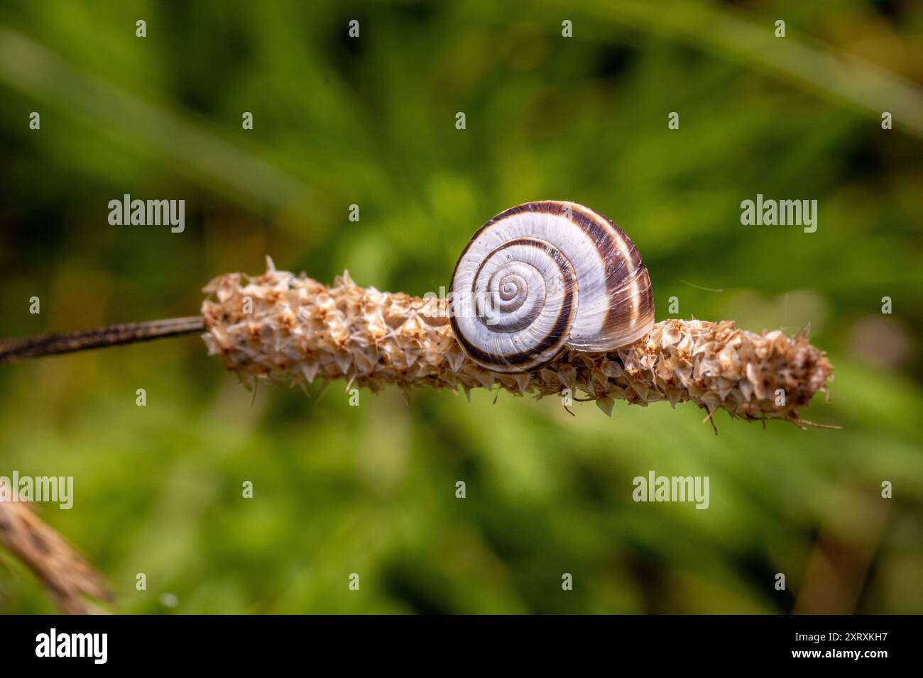 Helicella itala heath snail banded form, apical side Stock Photo - Alamy