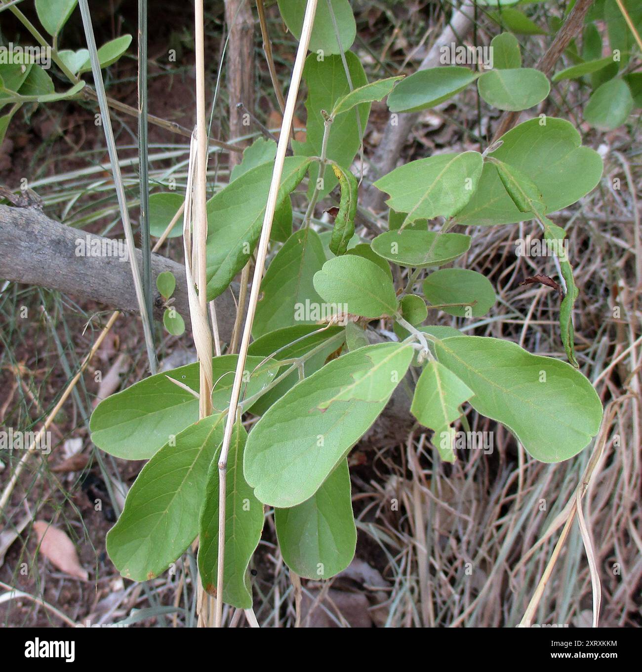 Largefruit Bushwillow (Combretum zeyheri) Plantae Stock Photo - Alamy