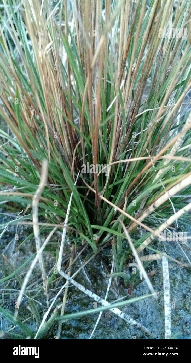 grasses, sedges, cattails, and allies (Poales) Plantae Stock Photo - Alamy