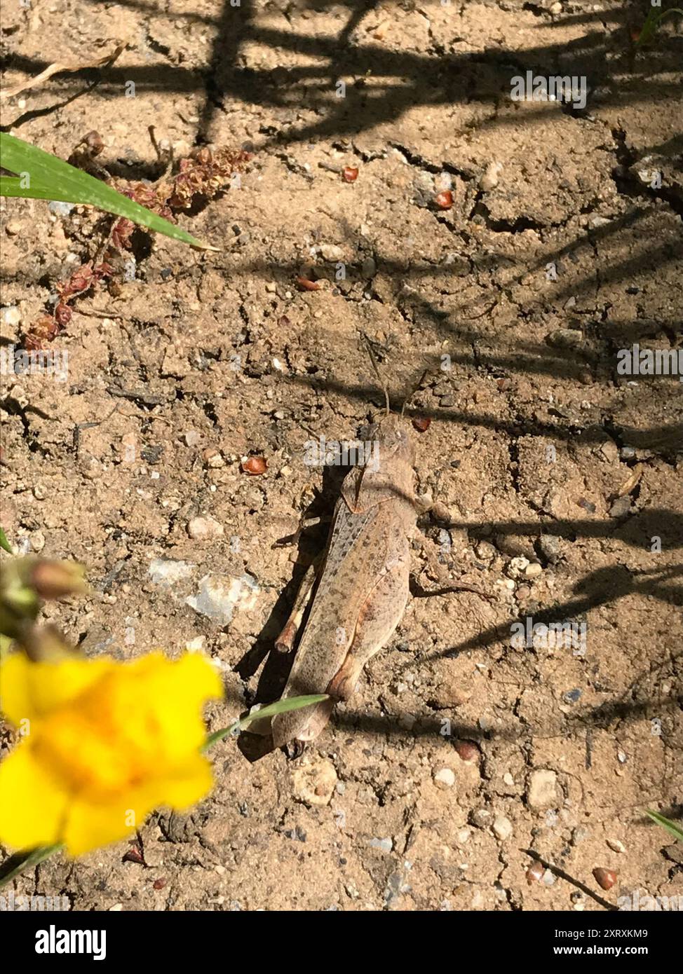 California Sulphur-winged Grasshopper (Arphia behrensi) Insecta Stock ...