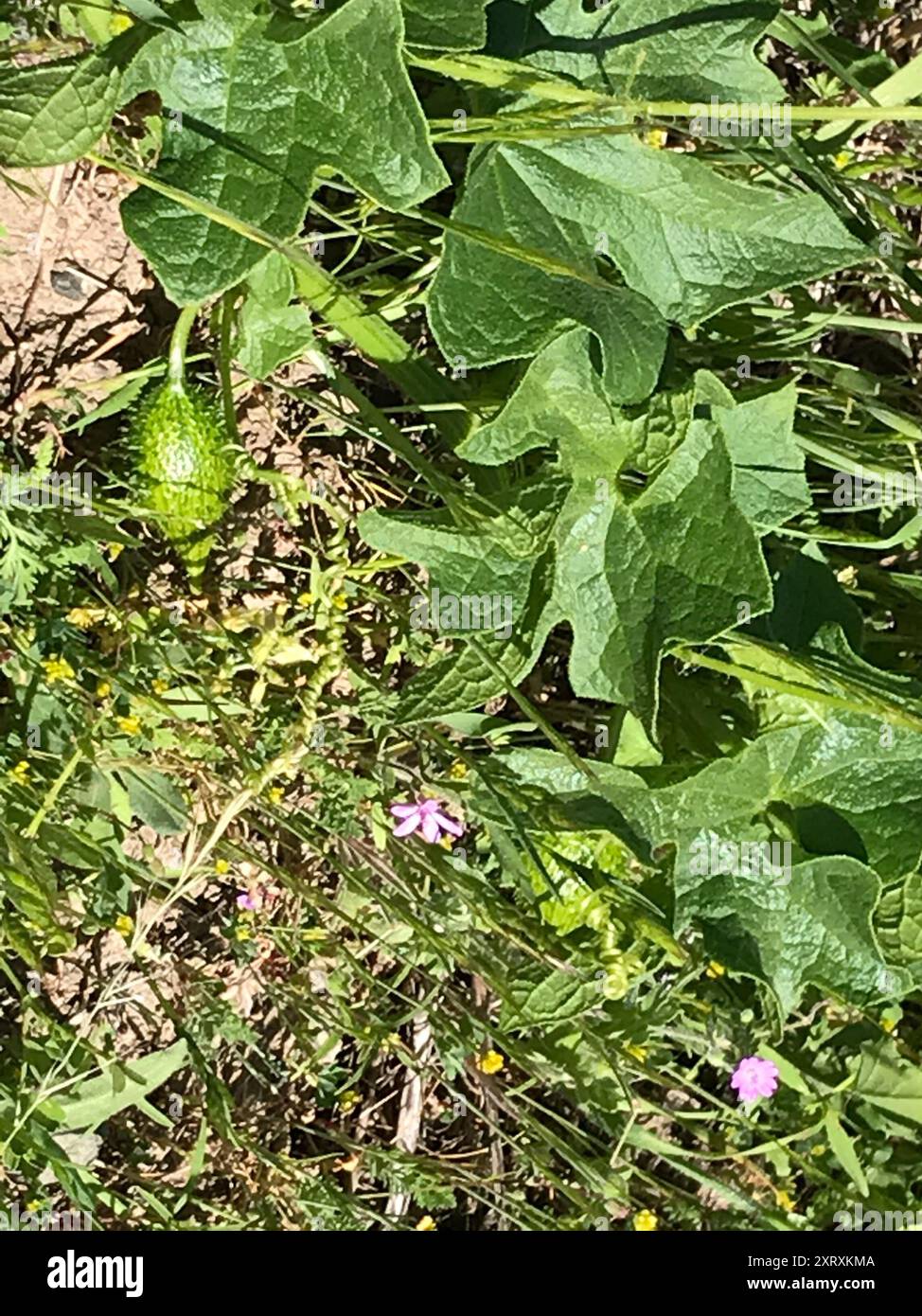 coastal manroot (Marah oregana) Plantae Stock Photo - Alamy