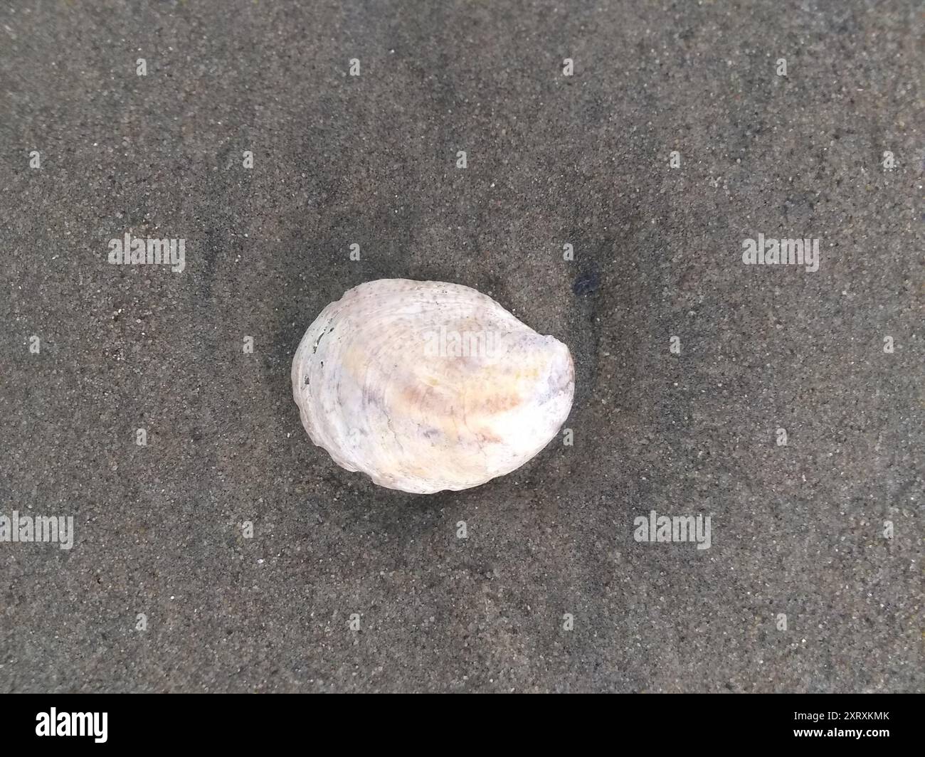 Common Atlantic Slippersnail (Crepidula fornicata) Mollusca Stock Photo ...