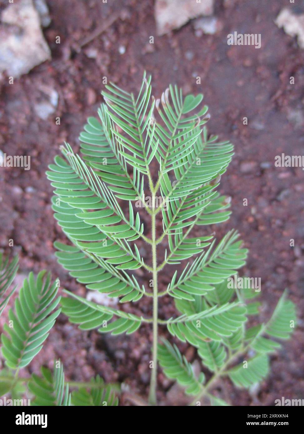 Blue Thorn (Senegalia erubescens) Plantae Stock Photo - Alamy