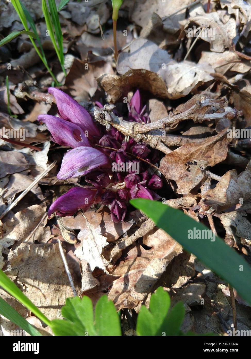 Purple Toothwort (Lathraea clandestina) Plantae Stock Photo - Alamy
