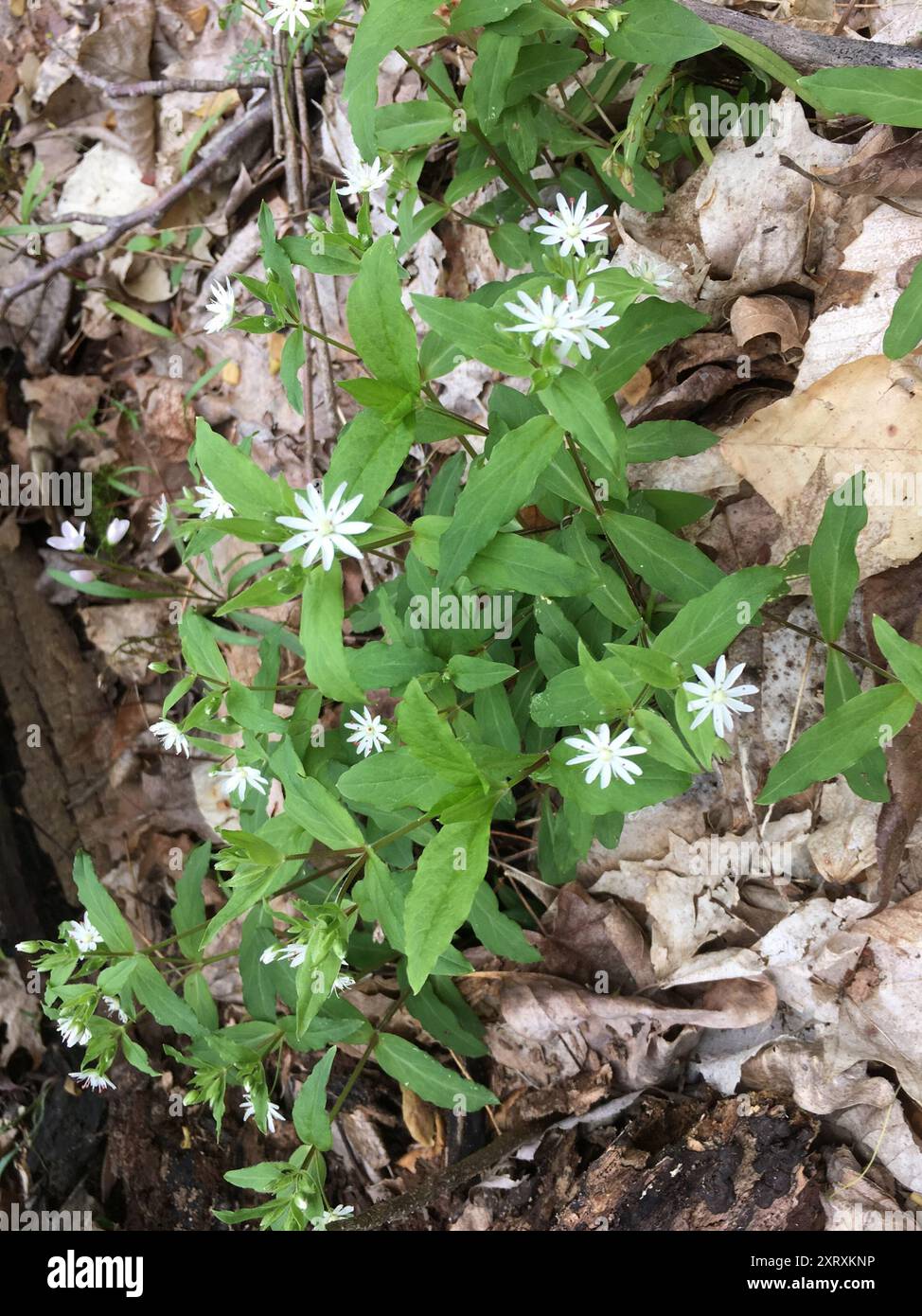 star chickweed (Stellaria pubera) Plantae Stock Photo - Alamy