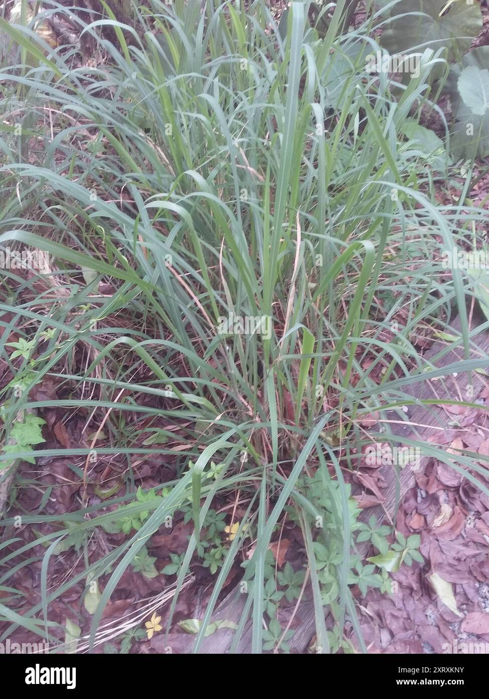 grasses (Poaceae) Plantae Stock Photo - Alamy