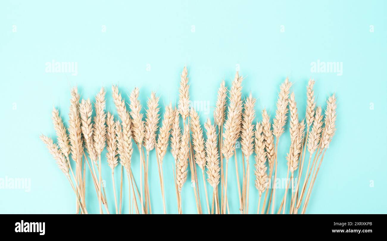 Wheat ears, gluten intolerance, celiac disease or grain allergy ...