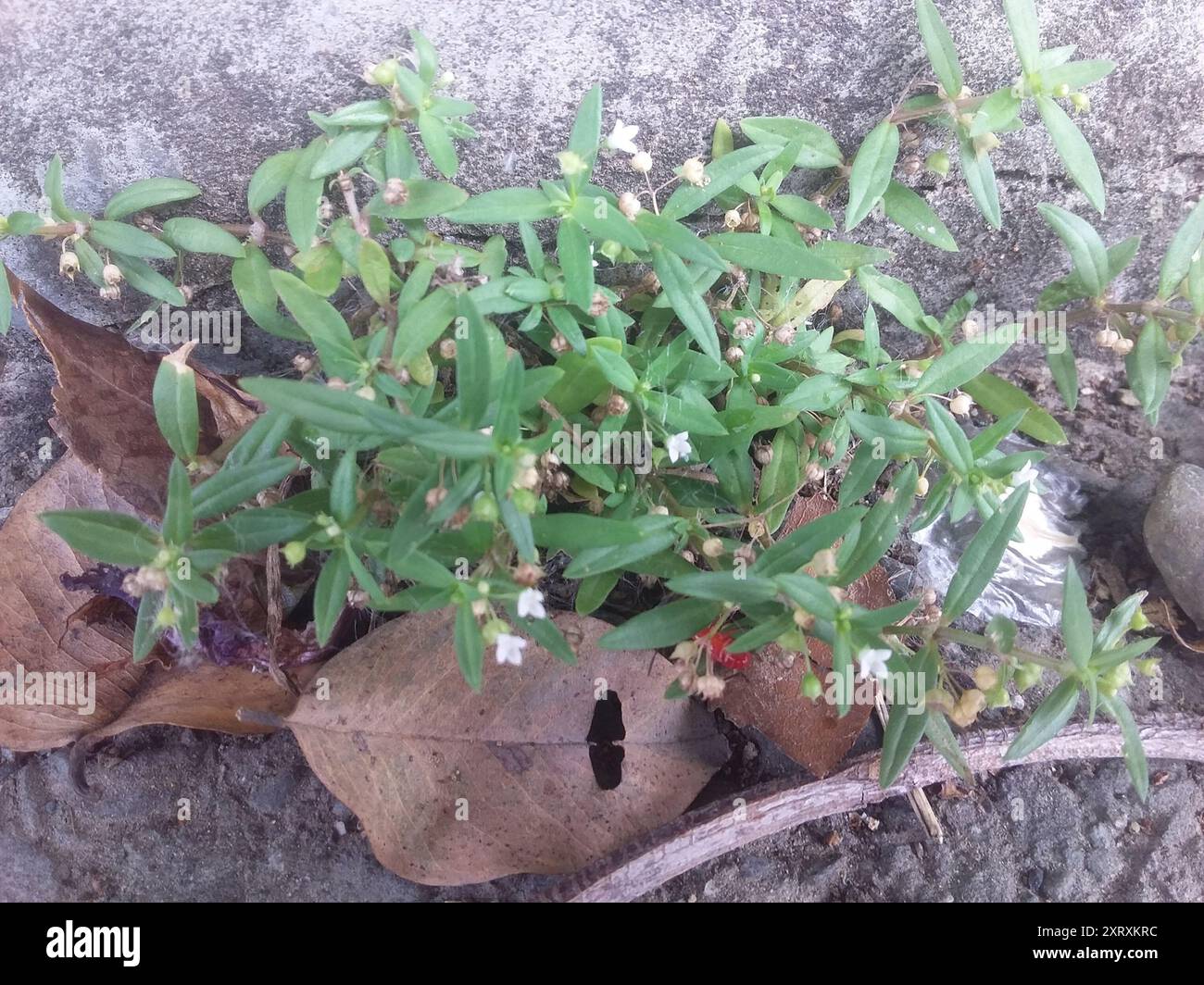 Old World Diamond Flower (Oldenlandia corymbosa) Plantae Stock Photo ...