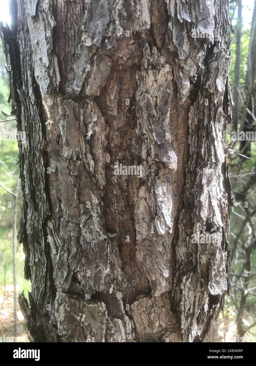 shortleaf pine (Pinus echinata) Plantae Stock Photo - Alamy