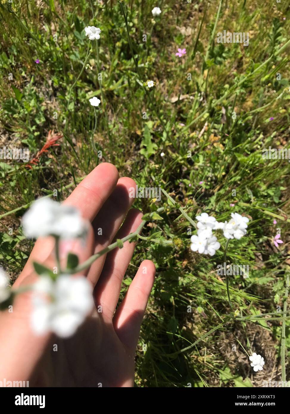 Rusty Popcornflower (Plagiobothrys nothofulvus) Plantae Stock Photo - Alamy